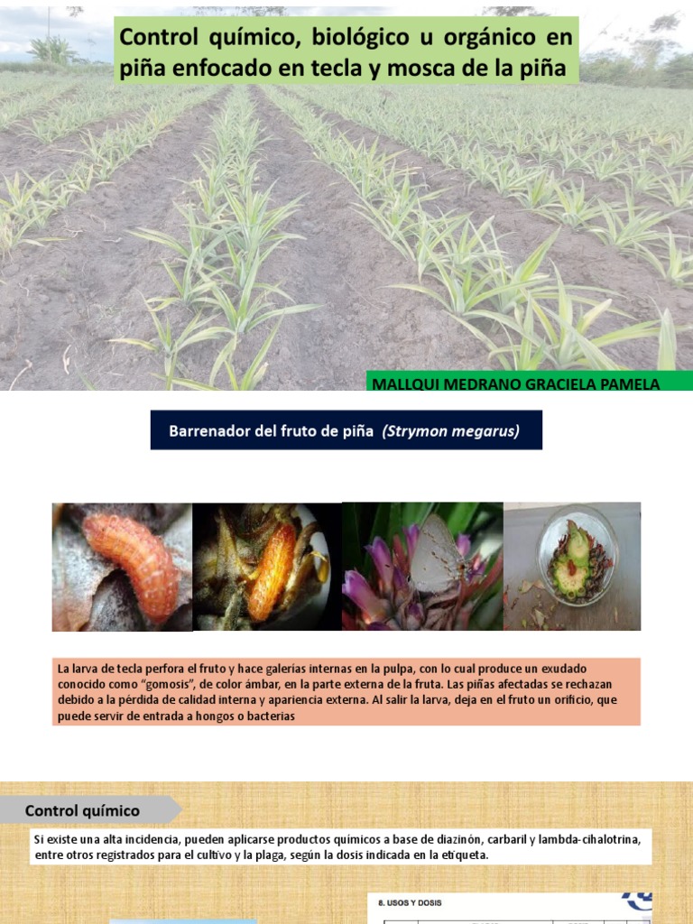 Control Químico, Biológico U Orgánico en Piña | PDF | Control biológico ...