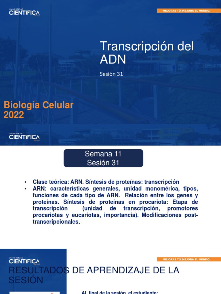 Sesion 23 - Transcripcion Del Adn | PDF | Rna | Adn