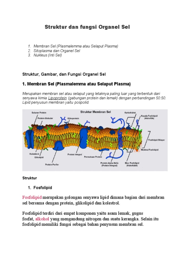 Struktur Dan Fungsi Organel Sel | PDF