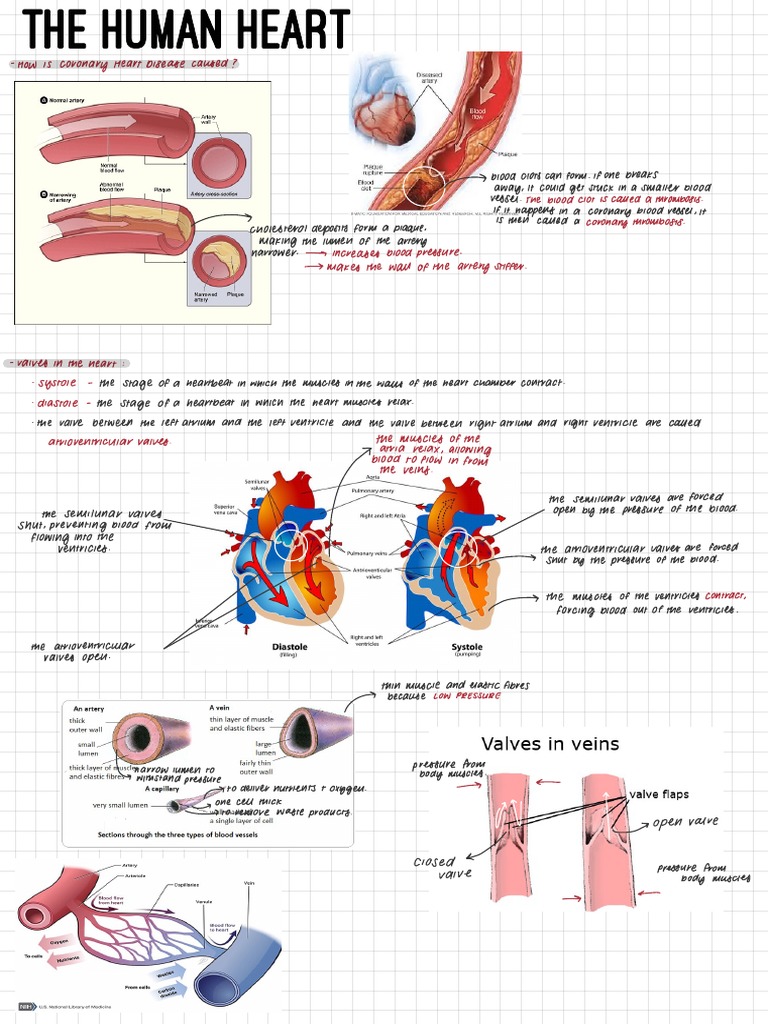 The Human Heart | PDF | Heart | Atrium (Heart)