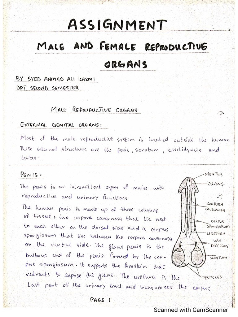 Assignment For Reproductive System | PDF