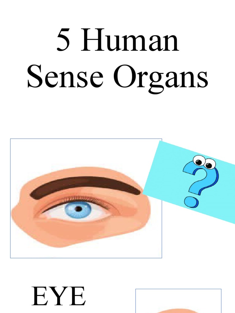 5 Human Sense Organs | PDF | Self-Improvement