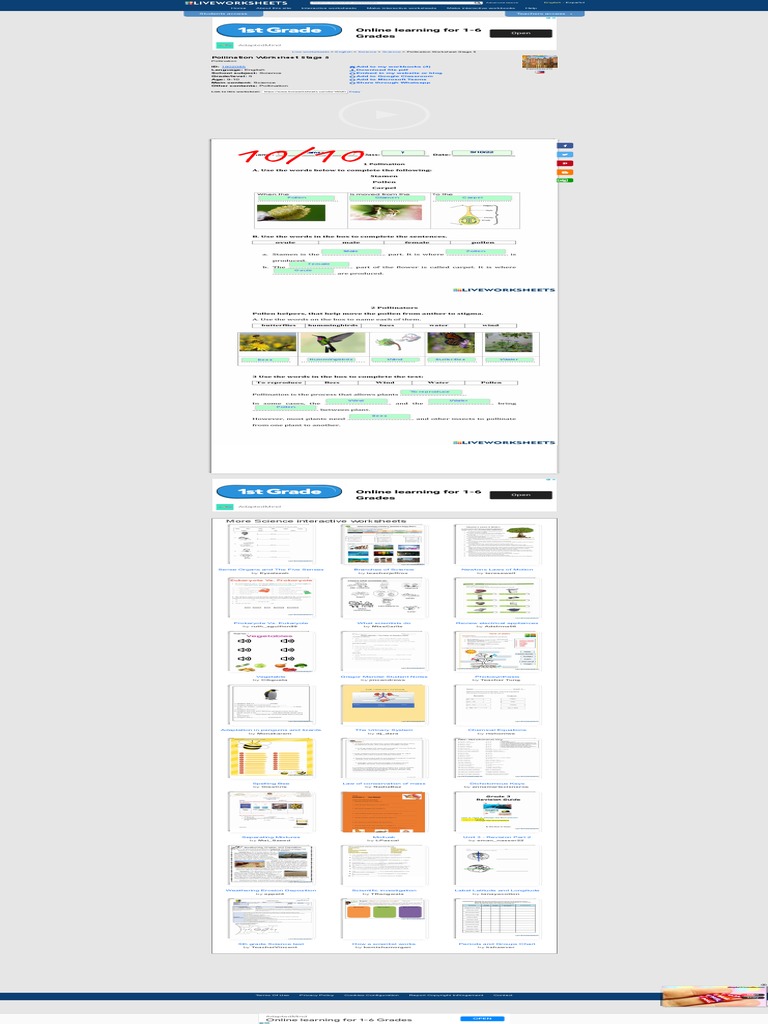 5th Grade Pollination Worksheet PDF | PDF | Pollination | Science