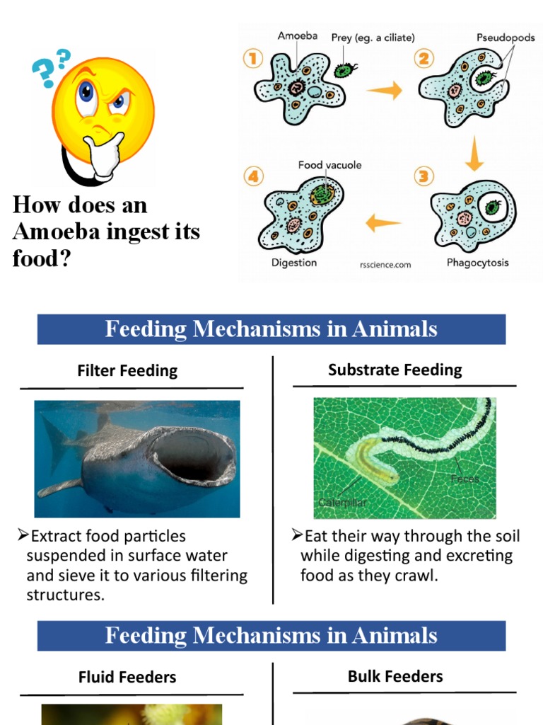 Q2 PPT Gr12 | PDF | Excretion | Lipid