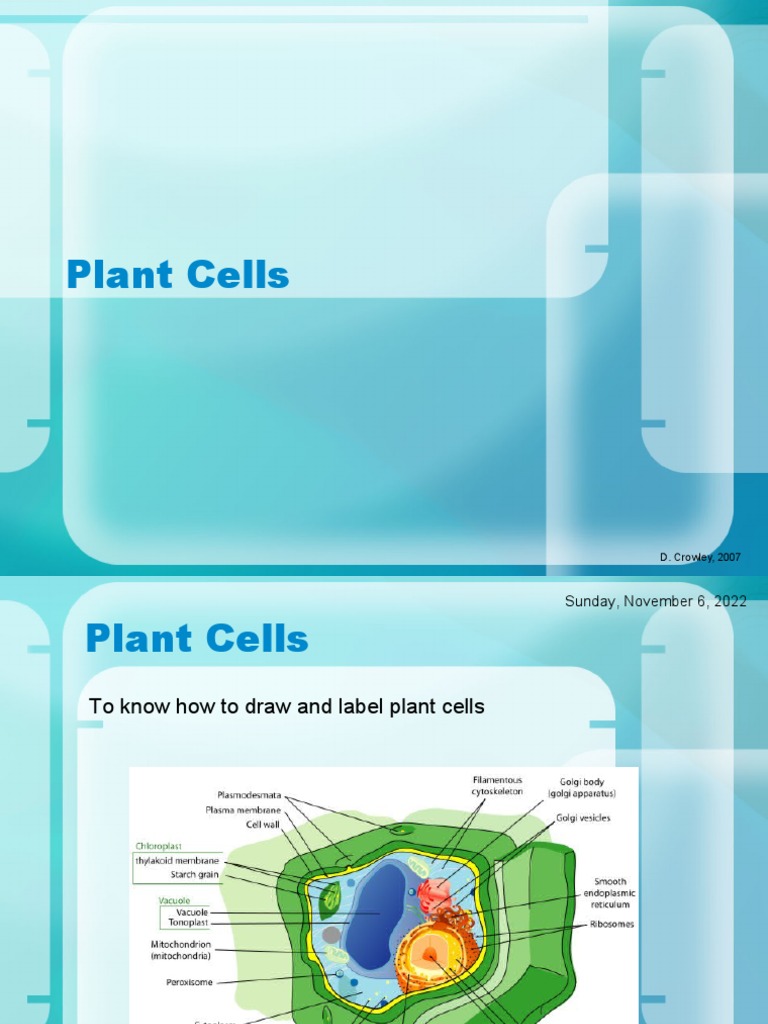 5 Plant Cells | PDF | Cell (Biology) | Vacuole