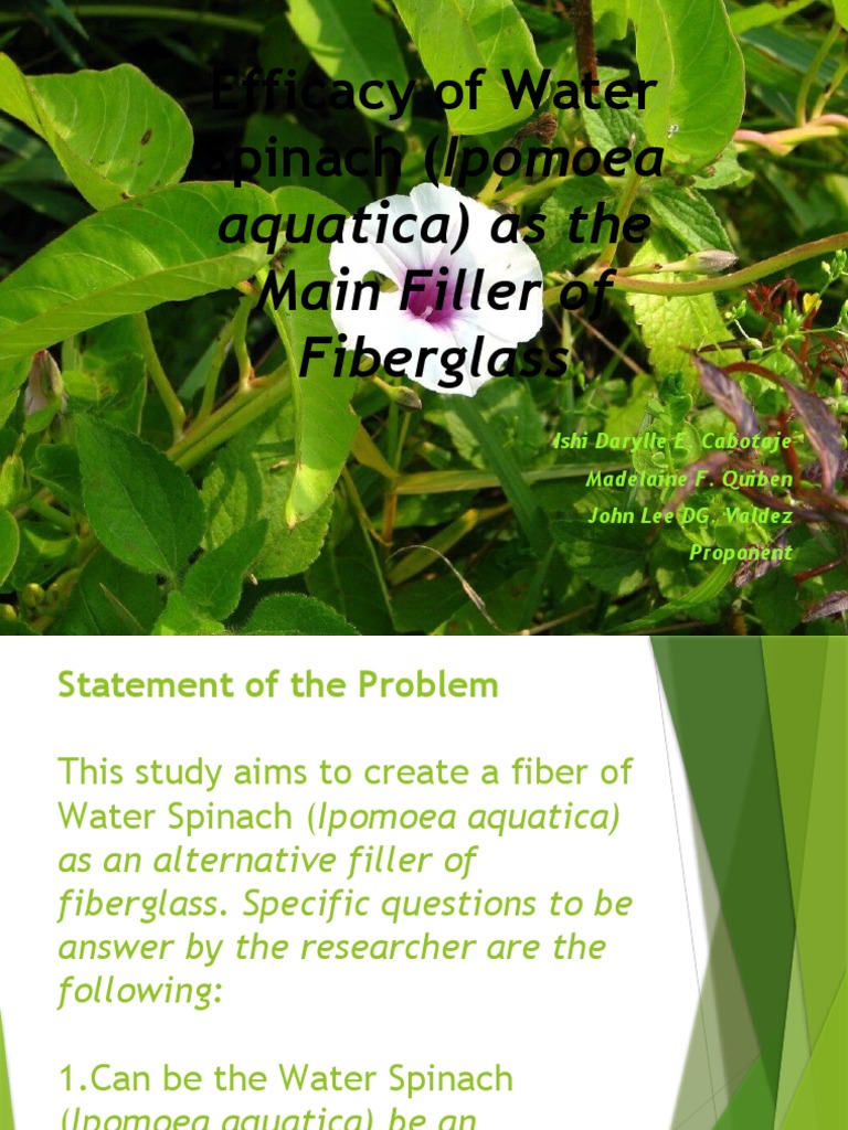 Efficacy of Water Spinach Ipomoea Aquatica | PDF | Fiberglass | Fibers