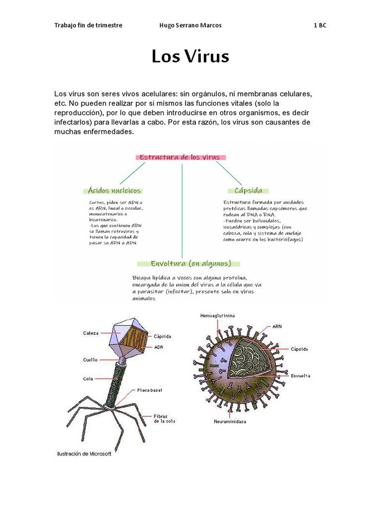 Los Virus | PDF | Virus | Organismos