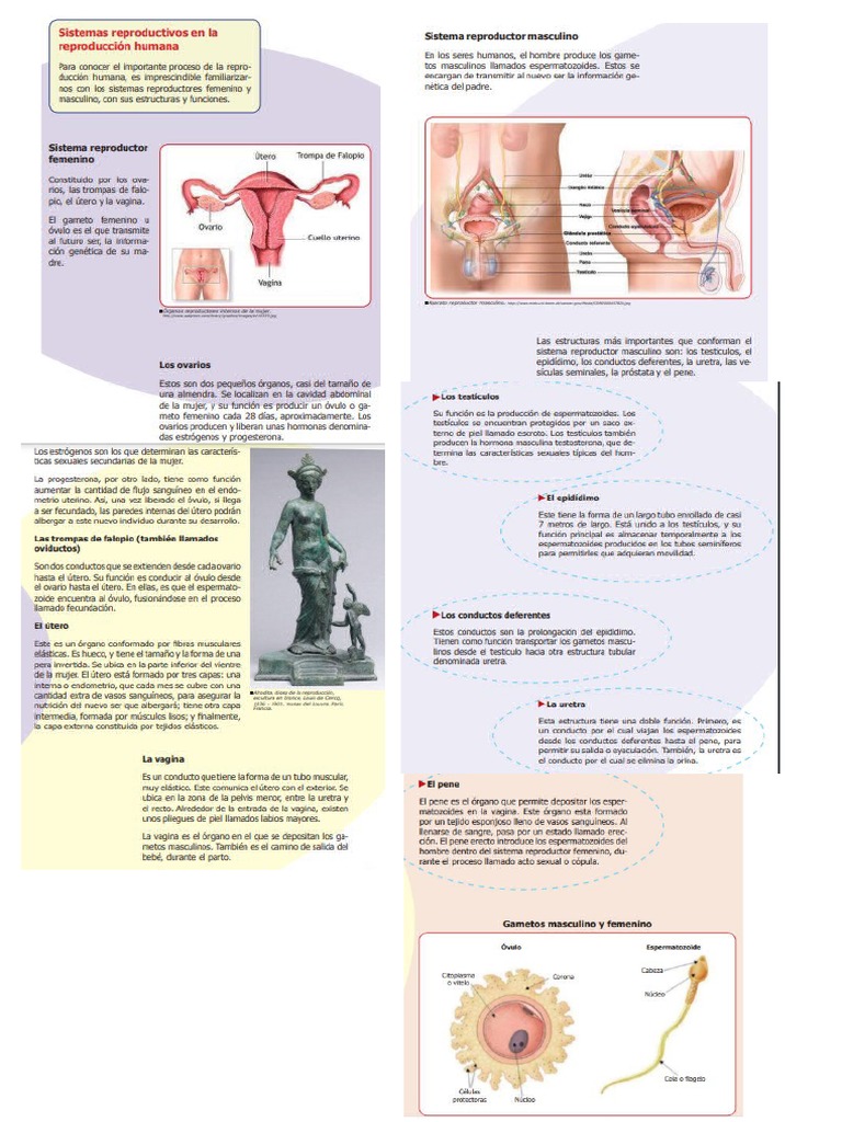 Reprod Human | PDF