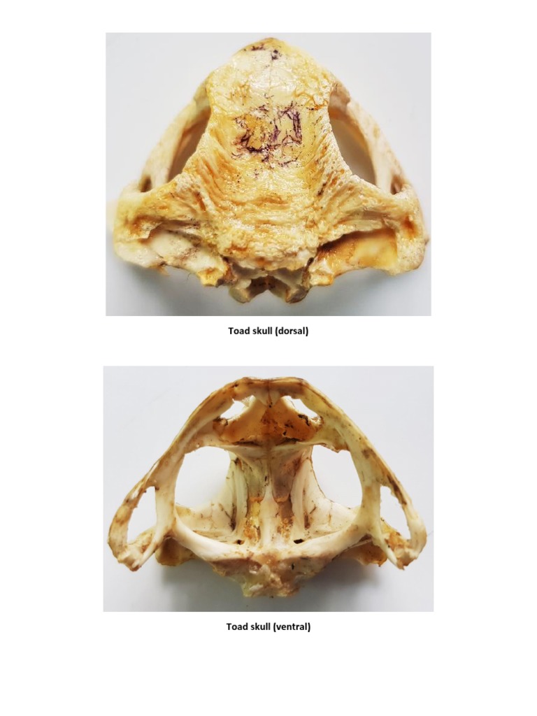 Toad Skeletal | PDF | Foreign Language Studies