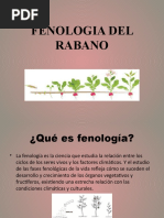 Fenologia de La Cebada | PDF | Cebada | Agricultura