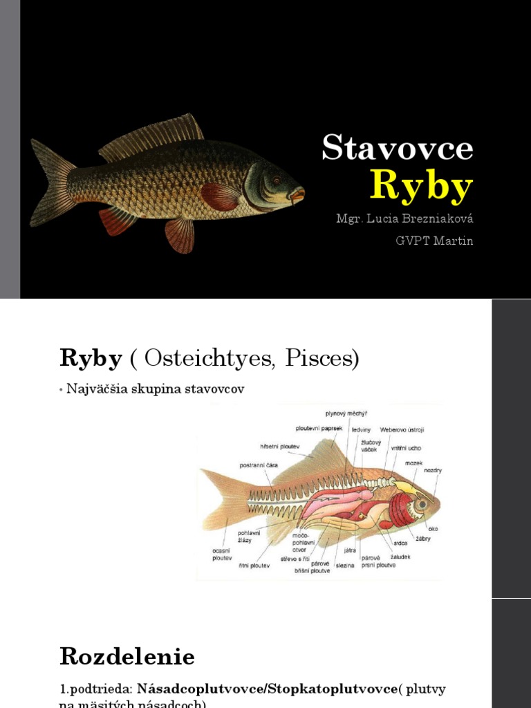 Stavovce Ryby Preze | PDF