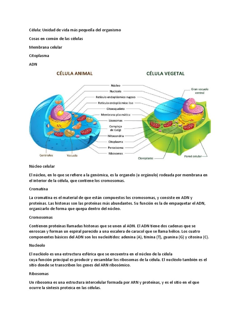 Estructura y Función Celular Básica | PDF | Citoplasma | Biología Celular)