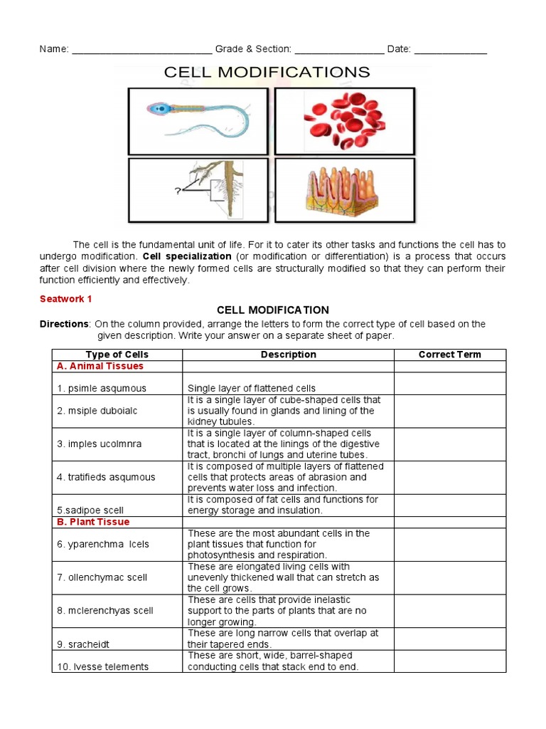 Cell-Modifications Activity | PDF | Tissue (Biology) | Cell (Biology)