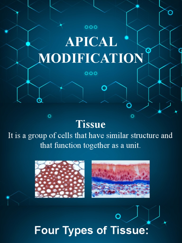 Apical Modification Group 1 Gaia | PDF | Epithelium | Tissue (Biology)