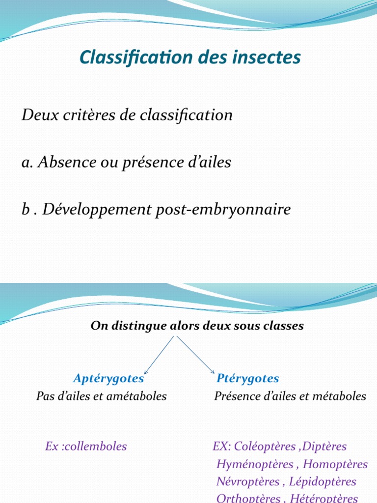 Classification Des Insectes | PDF | Insectes | Coléoptères