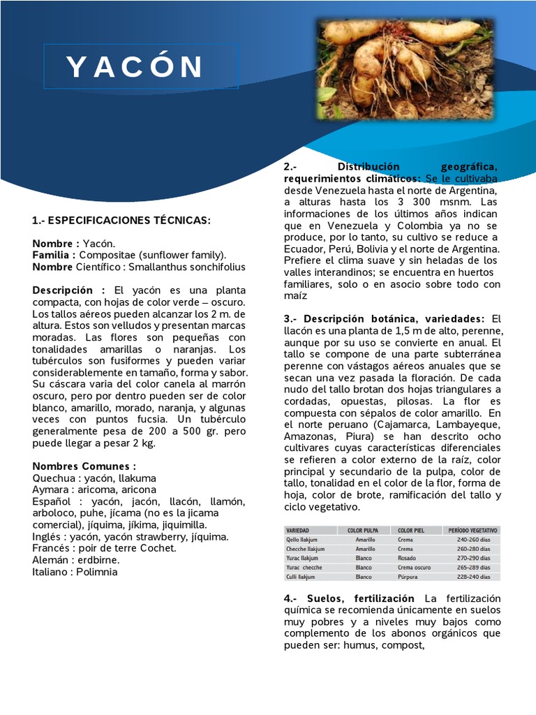Ficha Tecnica Yacón | PDF | Fertilizante | Plantas