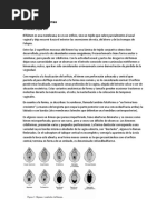 Tipos de Himen | PDF