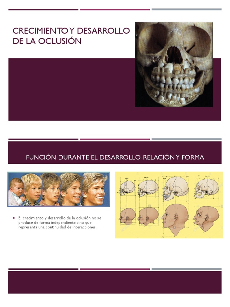 Crecimiento y Desarrollo de La Oclusión | PDF | Odontología | Diente