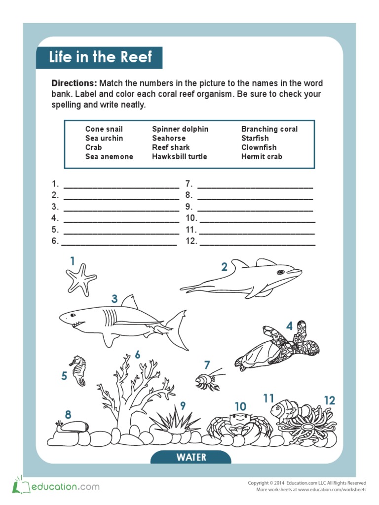 Coral Reef Worksheet | PDF