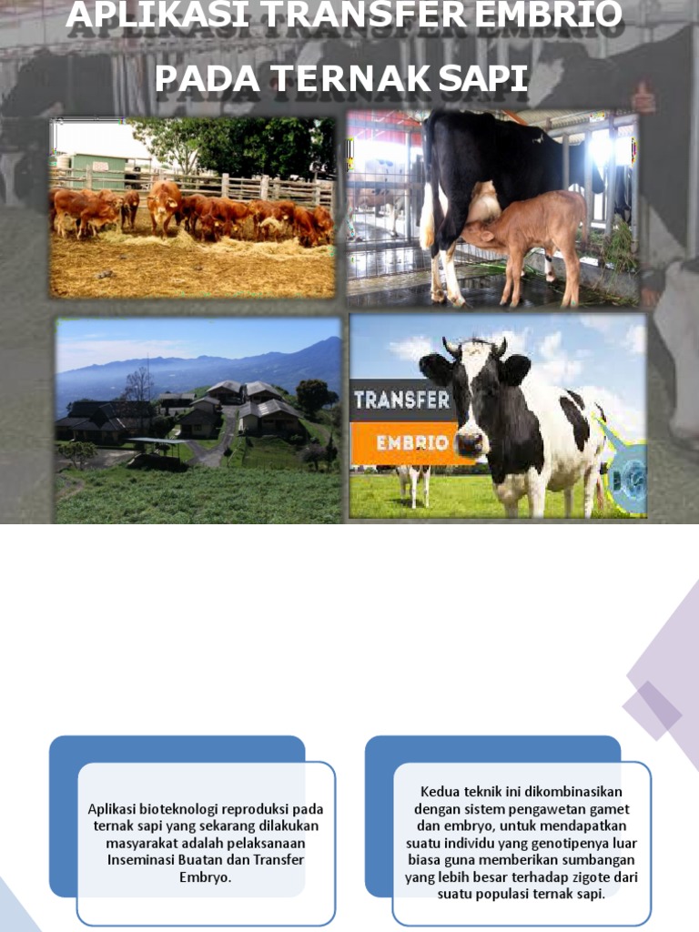 Aplikasi Transfer Embrio | PDF