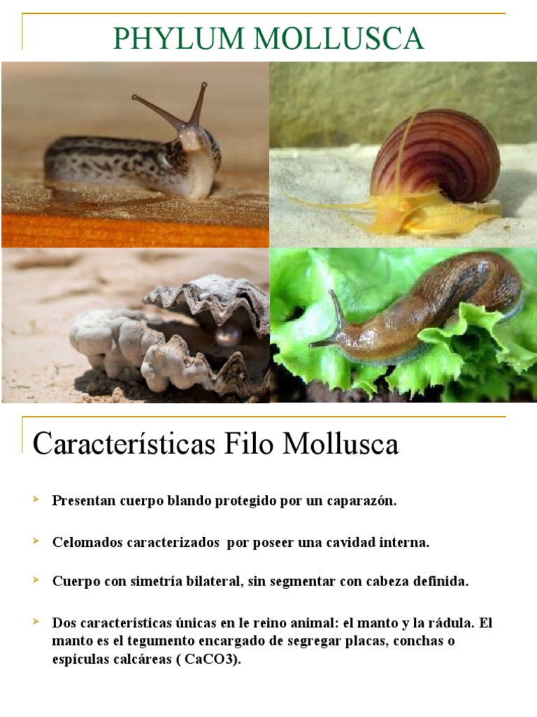 Características del Filo Mollusca | PDF | Moluscos | Organismos