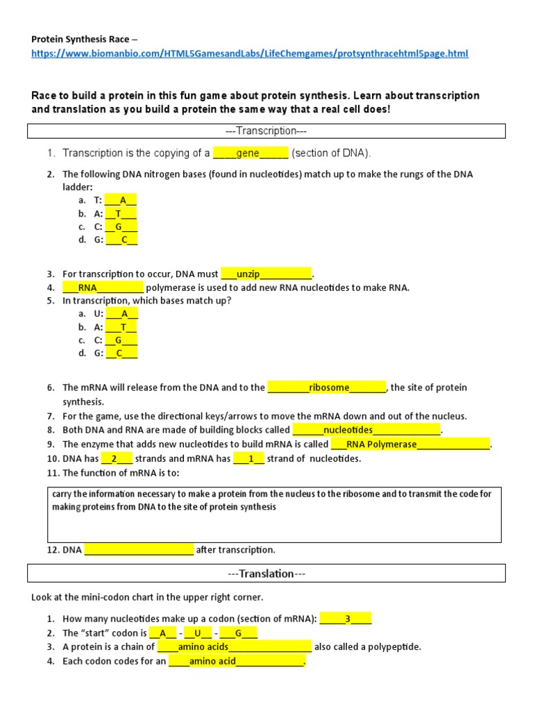 Protein Synthesis Race Worksheet | PDF | Translation (Biology ...