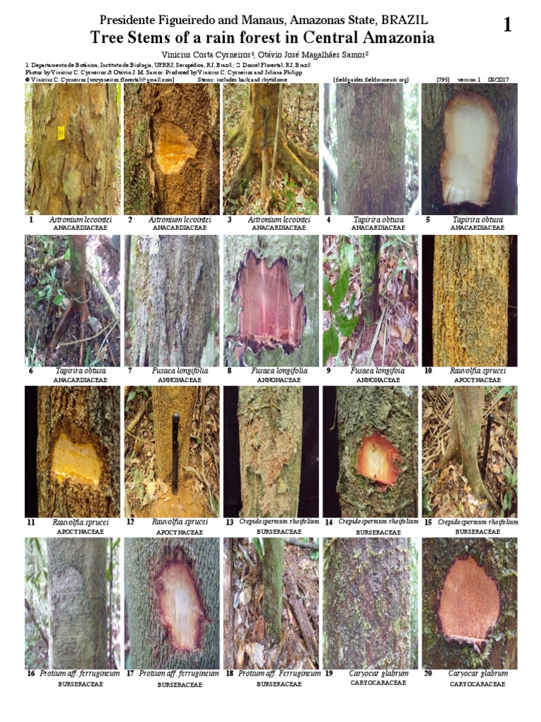795 Brazil-Tree Stems of Amazonas State | PDF | Plants | Botany