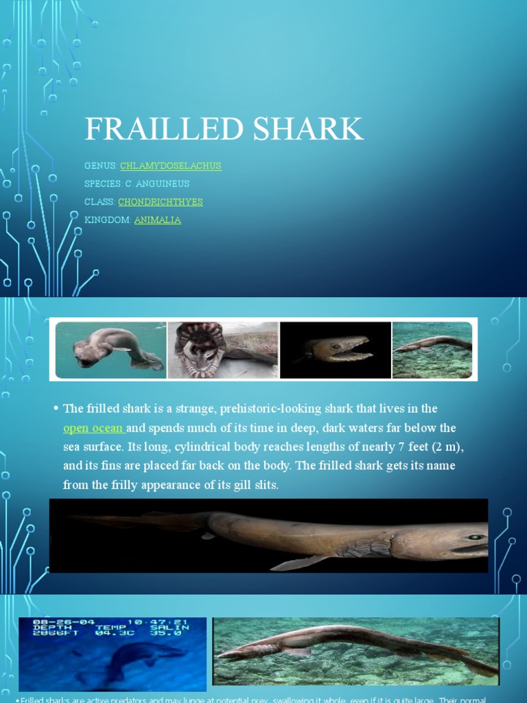 Frailled Shark | PDF | Sharks | Fish