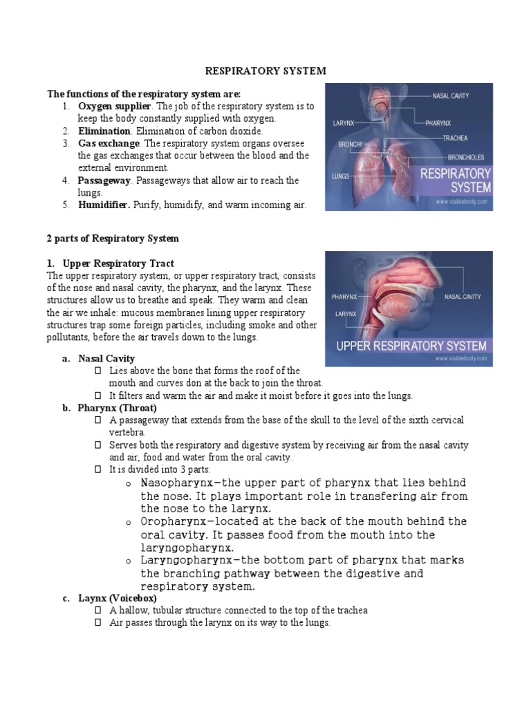 Anatomy and Physiology (Respiratory System) | PDF | Respiratory Tract ...