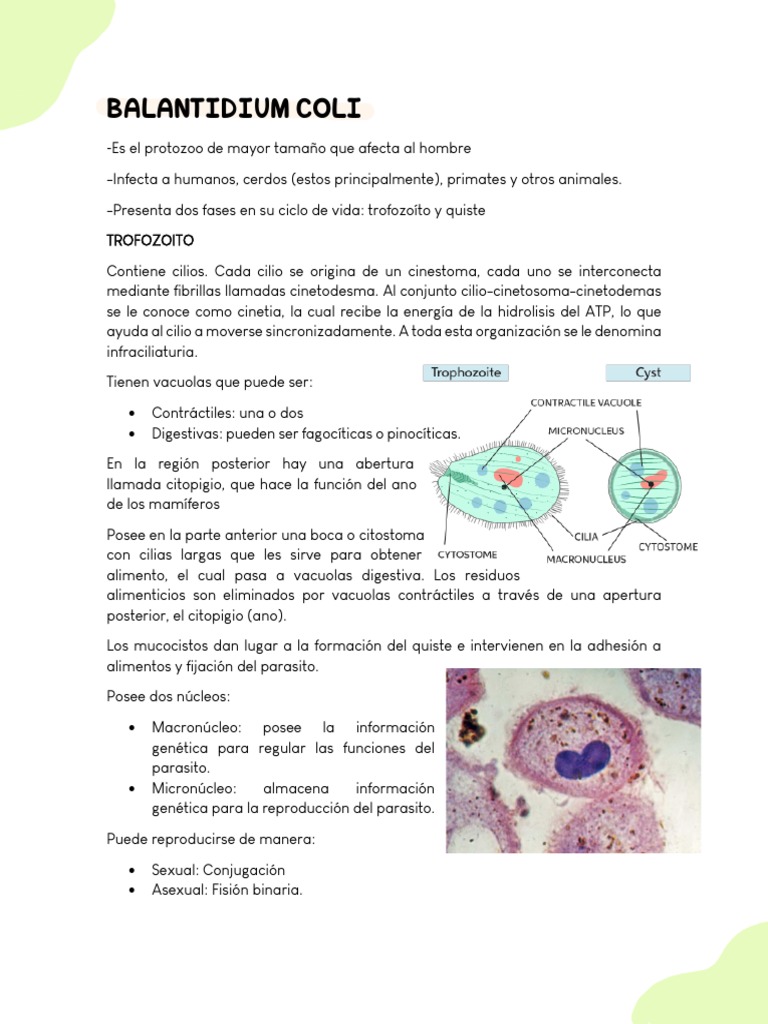 Balantidium Coli | PDF | Especialidades Medicas | Ciencias de la Salud