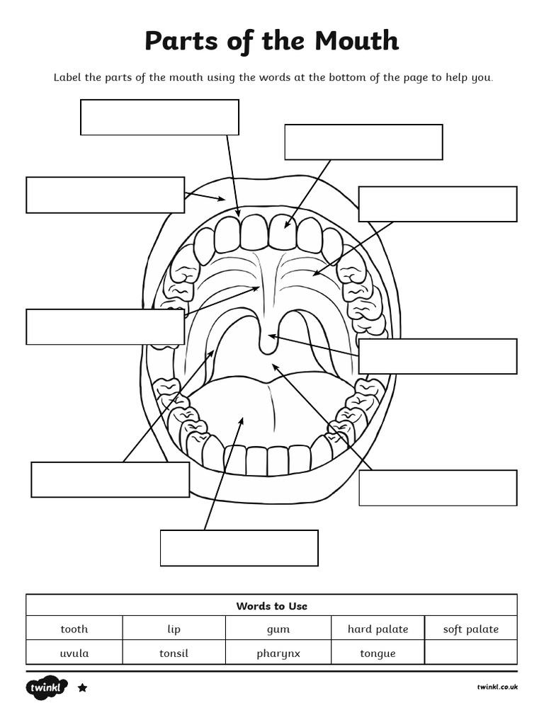 Parts of The Mouth Labelling Activity KS2 | PDF | Language Arts ...