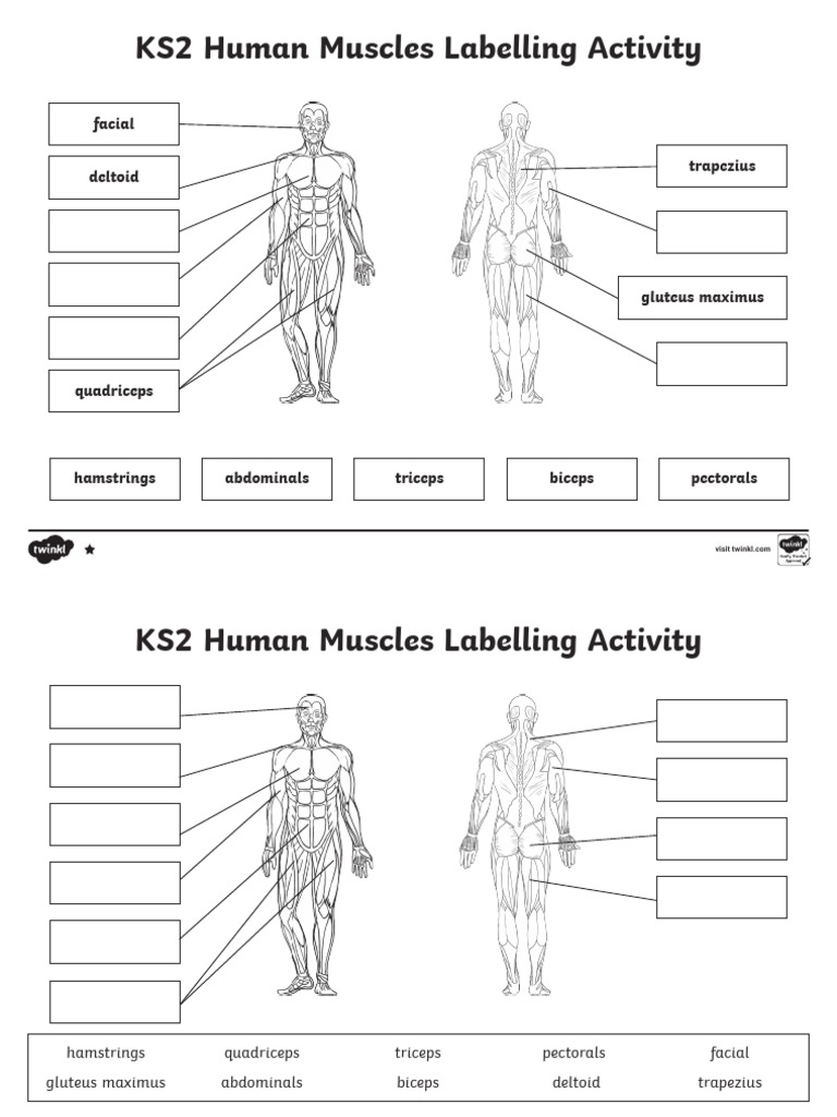 KS2 Muscle Labeling for Kids | PDF | Philosophy | Wellness