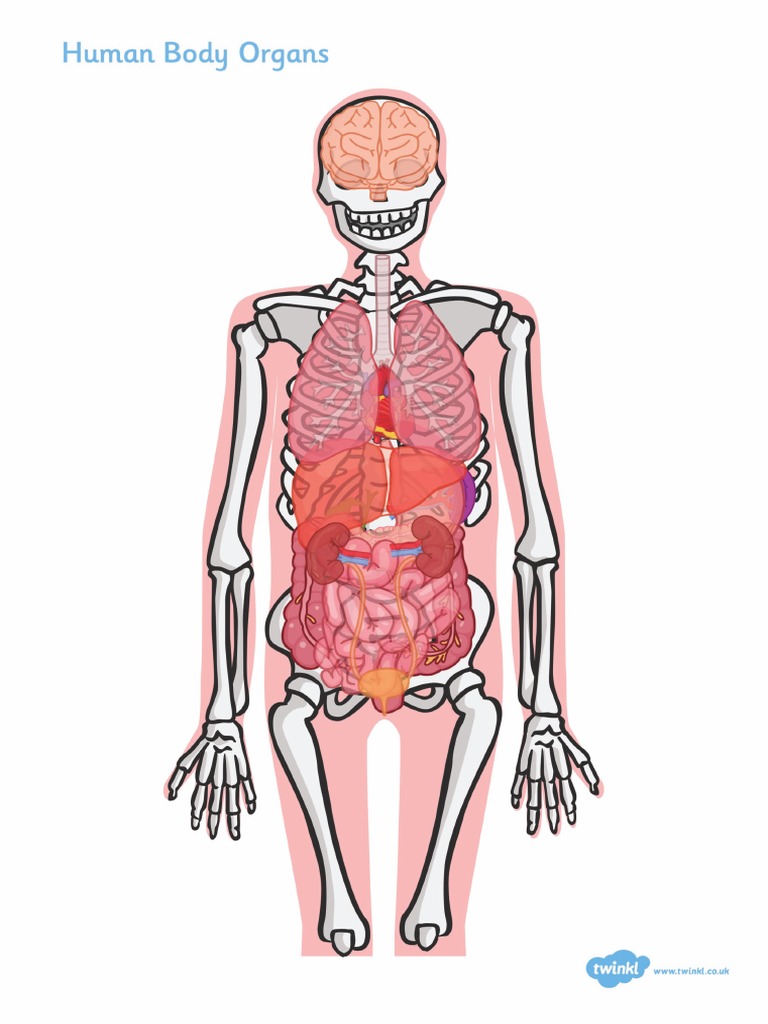 Large Human Body Organs For Skeleton | PDF
