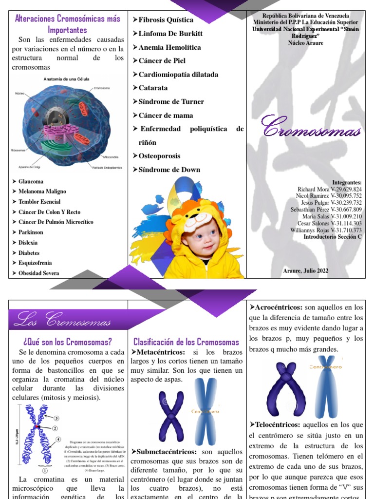 Triptico Cromosomas | PDF | Cromosoma | Genética