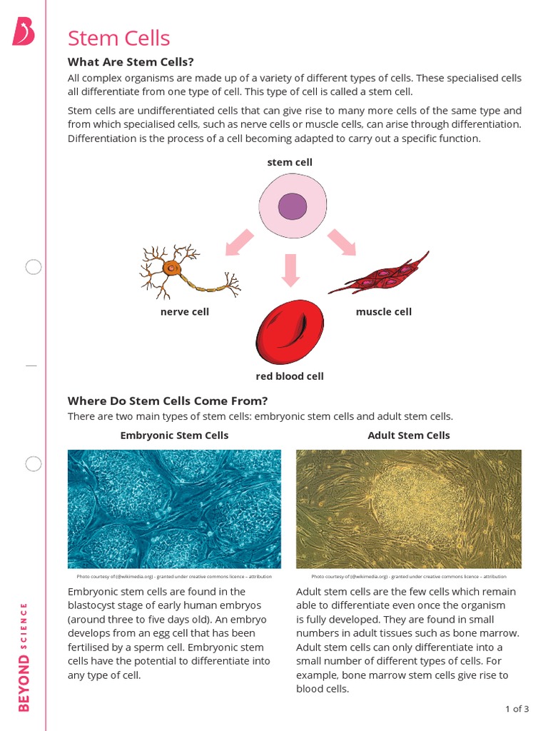 Understanding Stem Cells and Their Uses | PDF | Stem Cell | Embryonic ...