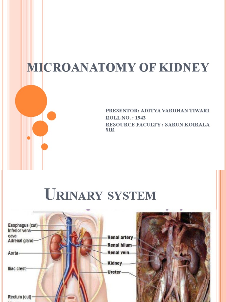 Microanatomy of Kidney-1 | PDF | Kidney | Organ (Anatomy) Microanatomy of Kidney-1 | PDF | Kidney | Organ (Anatomy)