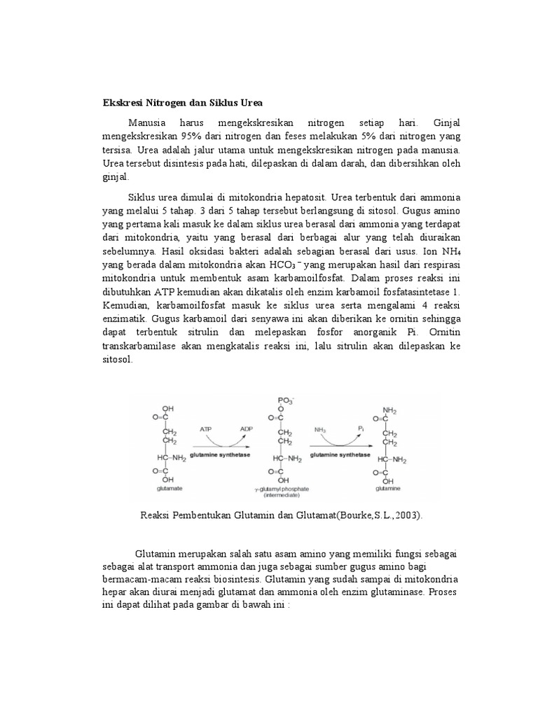Ekskresi Nitrogen Dan Siklus Urea | PDF | Kesehatan Holistik | Sains ...