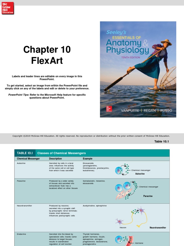 Chapter 10 Endocrine System | PDF | Hormone | Endocrine System