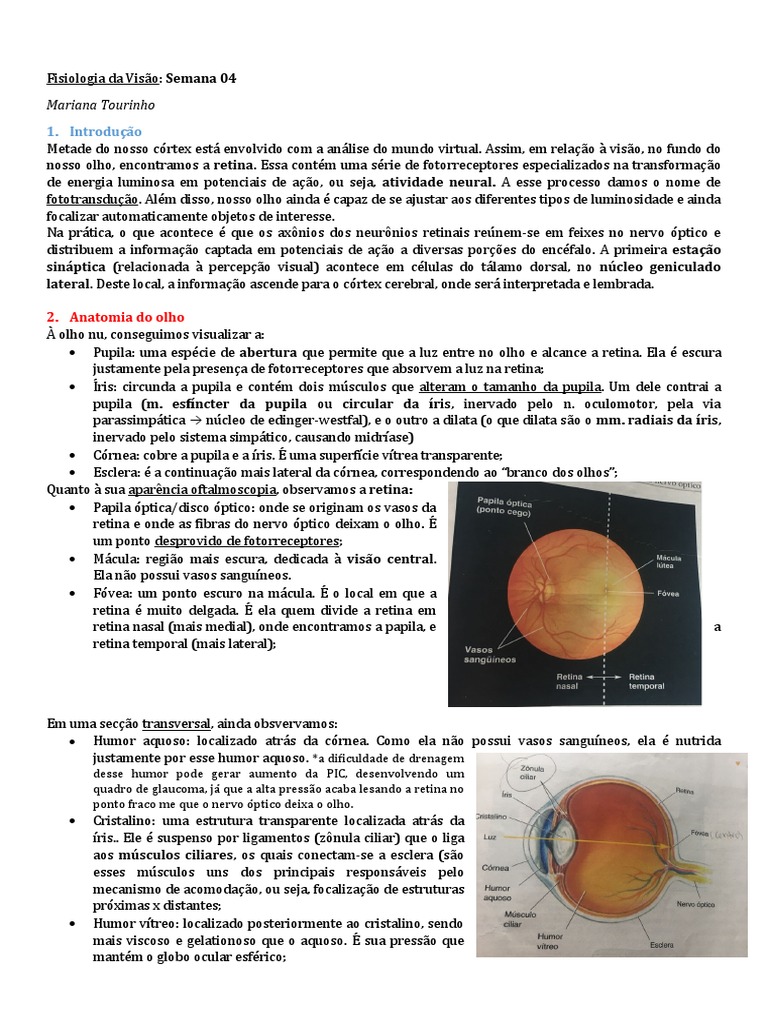 Fisiologia da Visão e Anatomia Ocular | PDF | Sistema visual | Olho humano