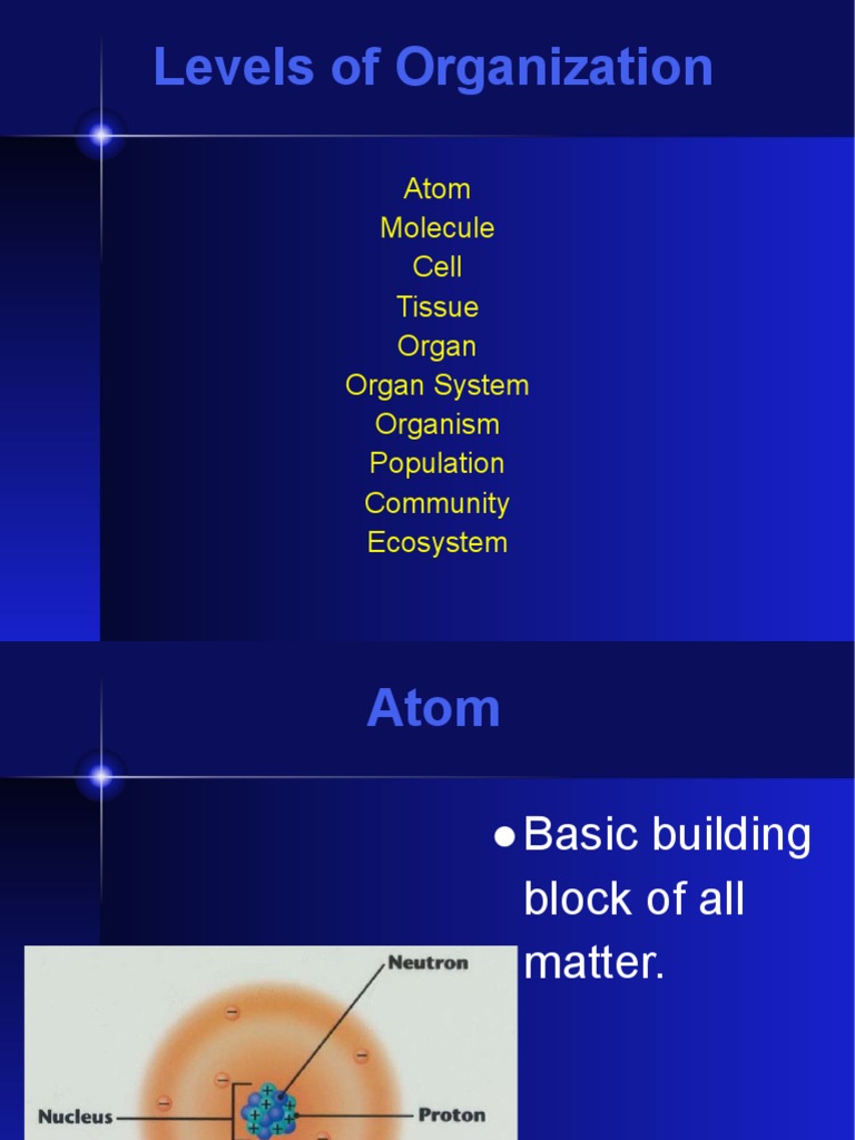 Levels of Organization | PDF