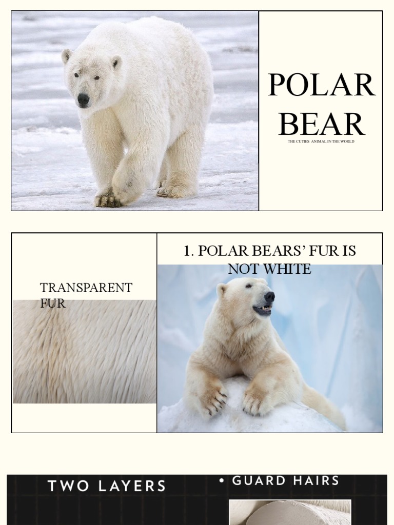 Polar Bear | PDF