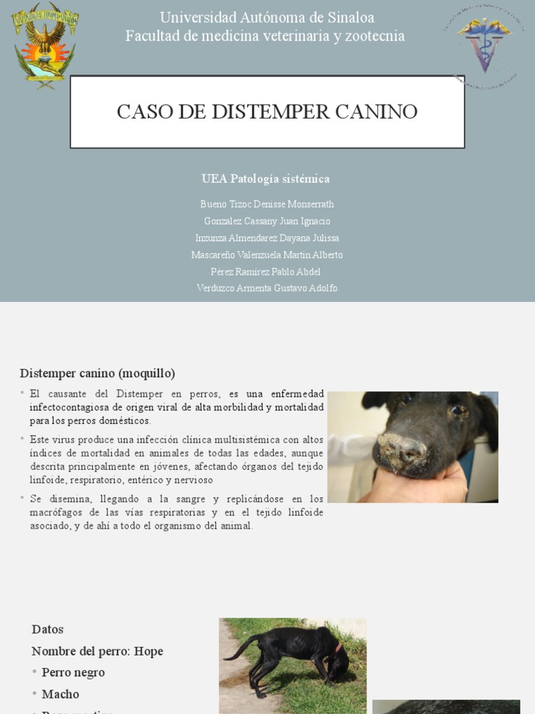 Caso de Distemper en Canino | PDF | Inmunología | Microbiología