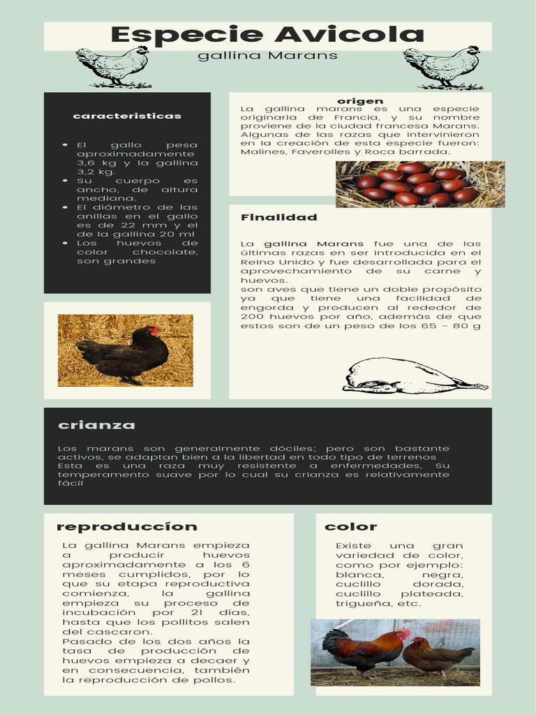 Generalidades de La Gallina Marans | PDF