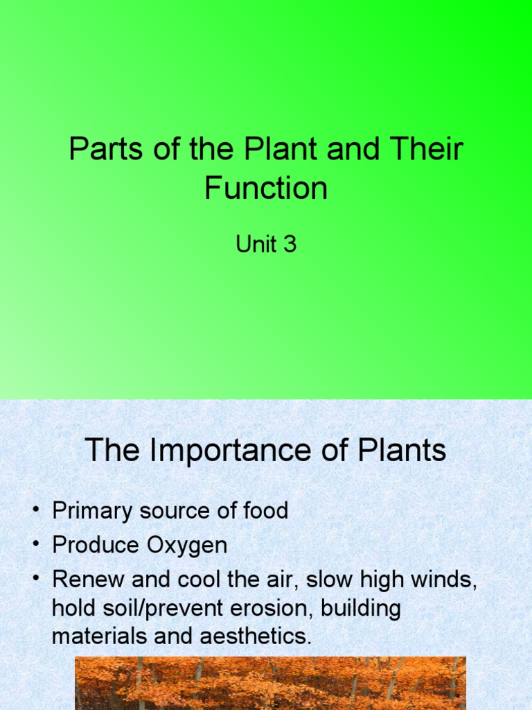 Parts of Plants and Their Functions | PDF | Leaf | Flowers