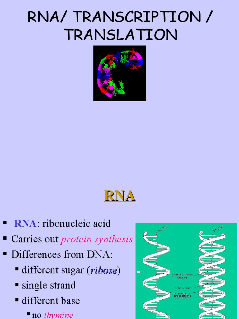 RNA Transcription and Translation Process | PDF | Rna | Messenger Rna