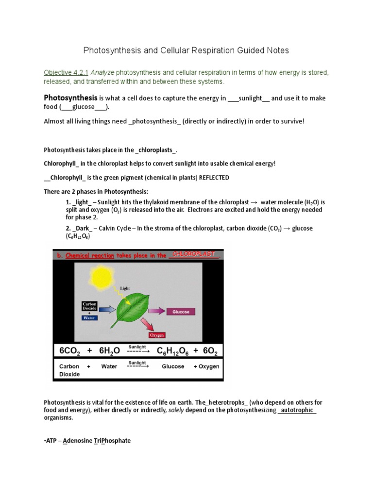 Corrina Pledger - Photosynthesis and Cellular Respiration Guided Notes ...