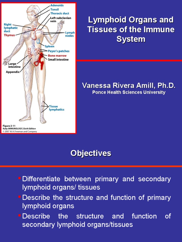 3 Organs of The Immune System | PDF | Lymphatic System | Lymph Node