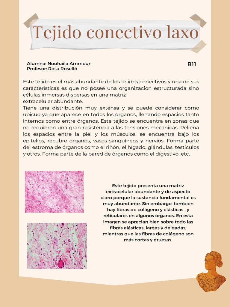 Tejido Conectivo Laxo | PDF