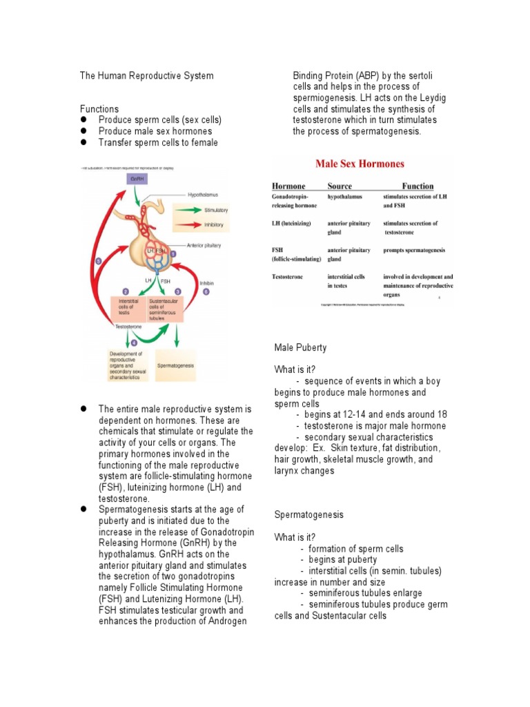 The Human Reproductive System | PDF | Luteinizing Hormone | Testicle