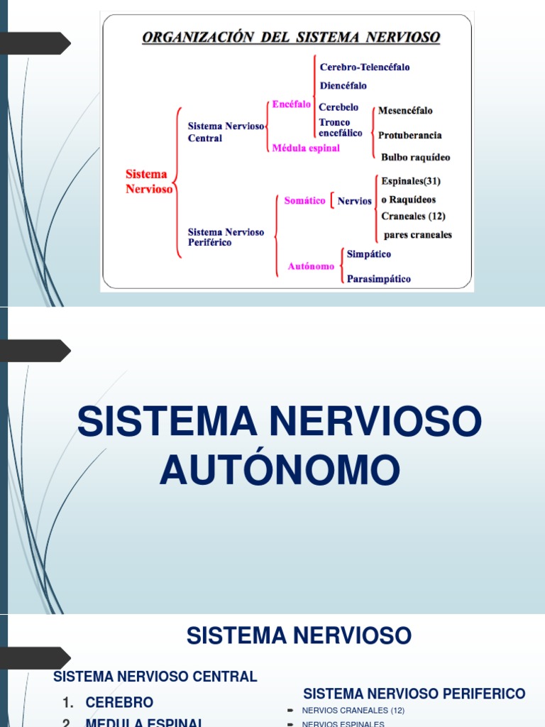 Clase 17 | PDF | Neurona | Sistema nervioso autónomo